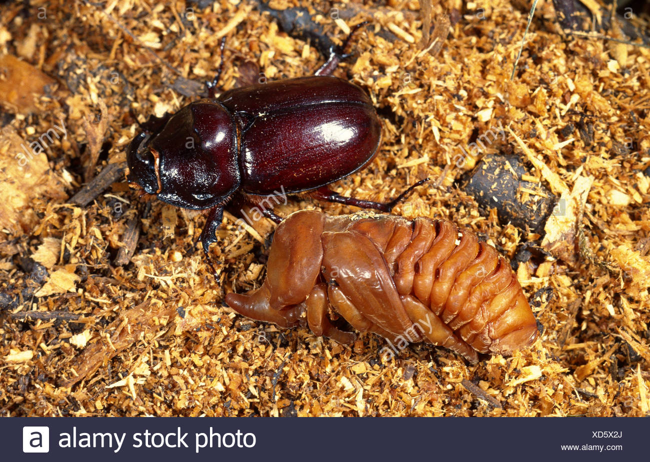 Dung Beetle Larvae High Resolution Stock Photography and Images - Alamy