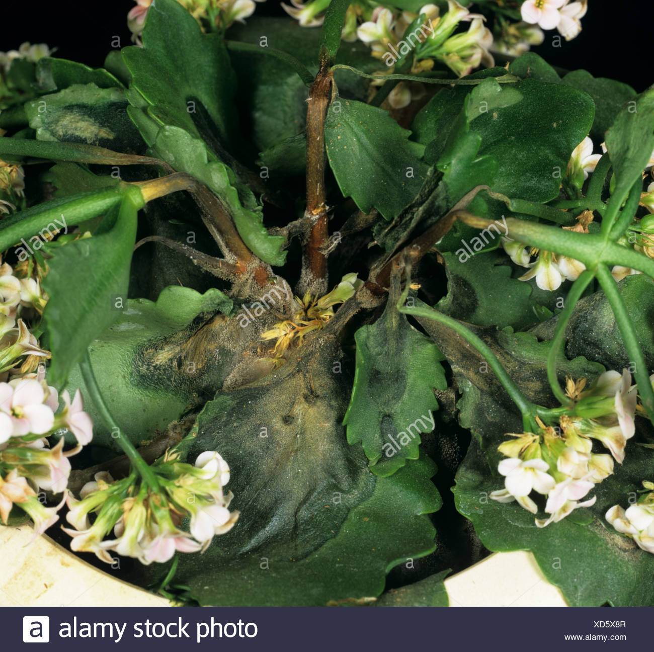 Grey Mould Plant High Resolution Stock Photography and Images - Alamy