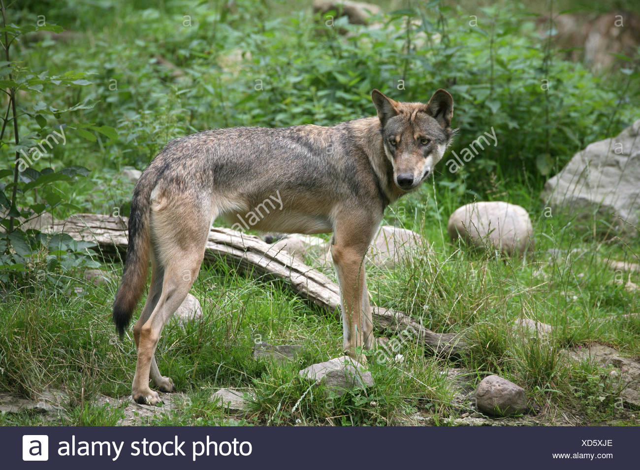 Lean Wolf High Resolution Stock Photography and Images - Alamy