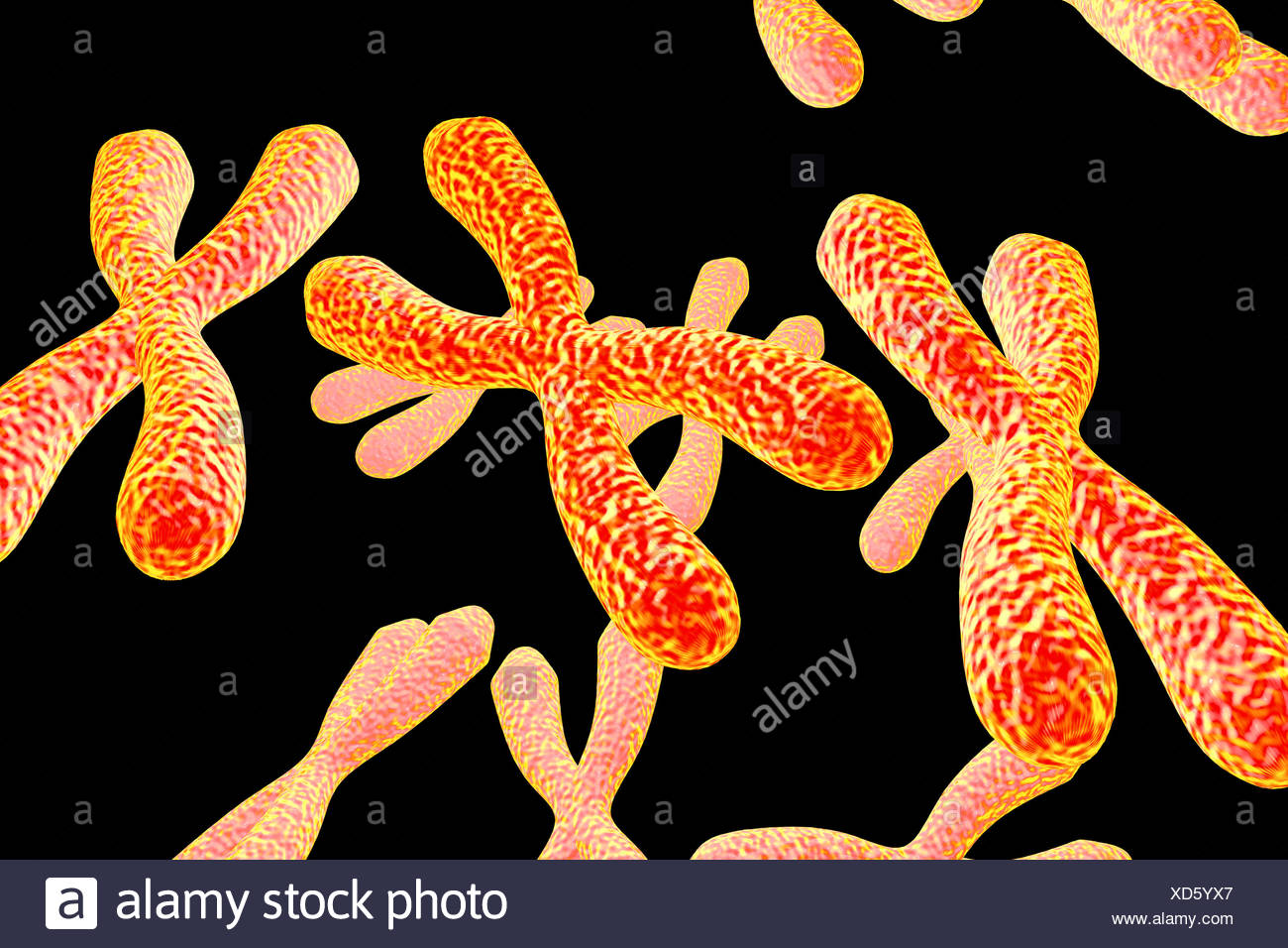 Chromosomes Genes High Resolution Stock Photography and Images - Alamy