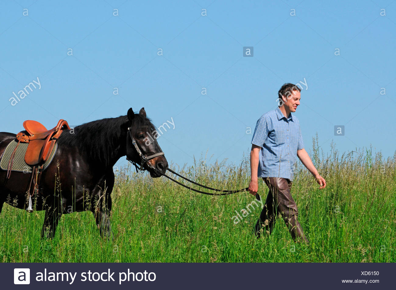 Man Leading Noriker Draft Horse High Resolution Stock Photography and ...