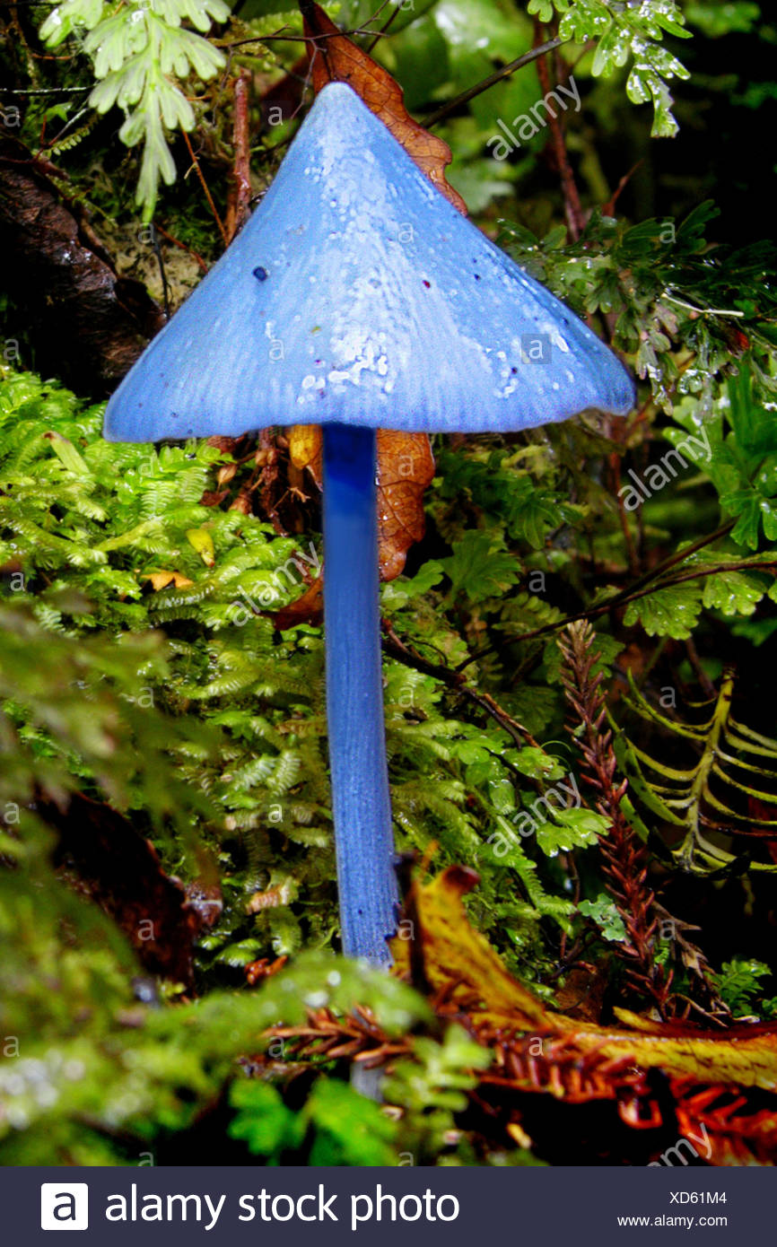 Blue Toadstool Sky Blue Mushroom High Resolution Stock Photography and ...