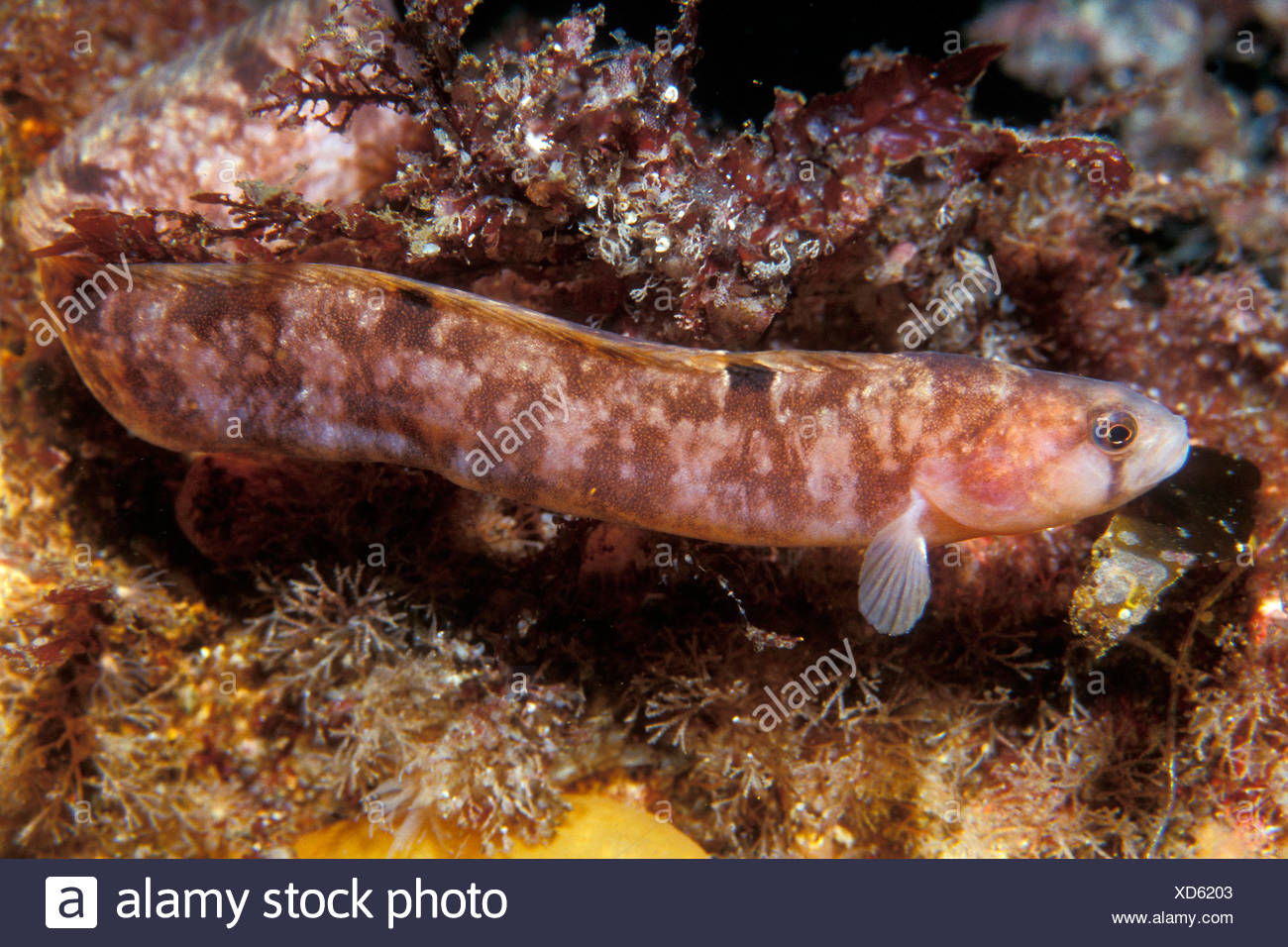 Gunnel Fish Stock Photos & Gunnel Fish Stock Images - Alamy