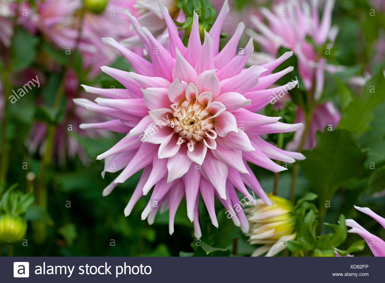 Dahlia Hapet Stock Photos & Dahlia Hapet Stock Images - Alamy