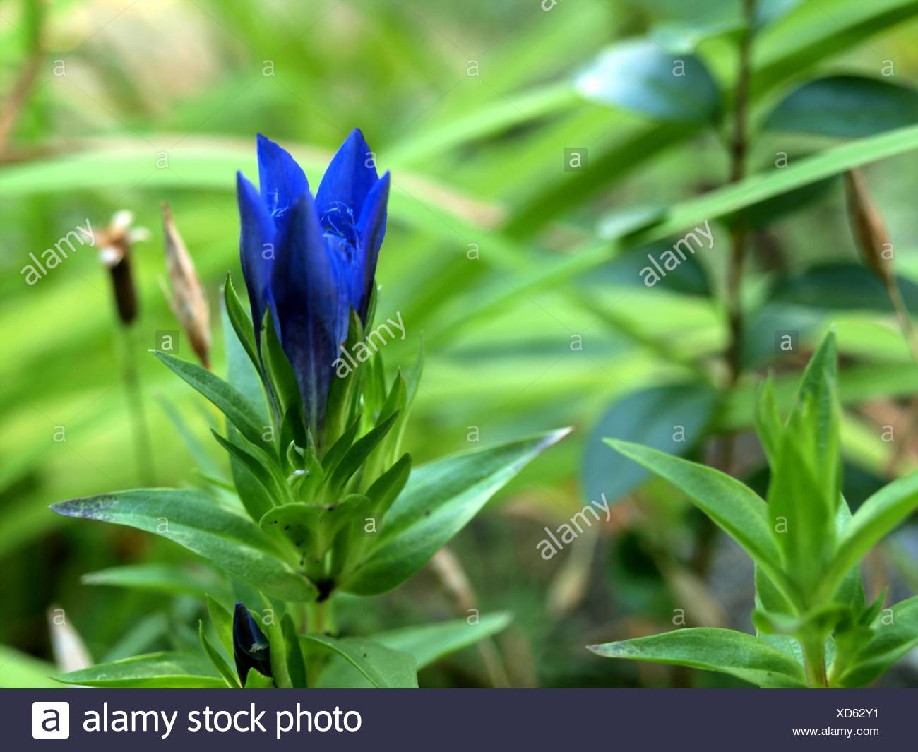 Blauer Enzian High Resolution Stock Photography and Images - Alamy