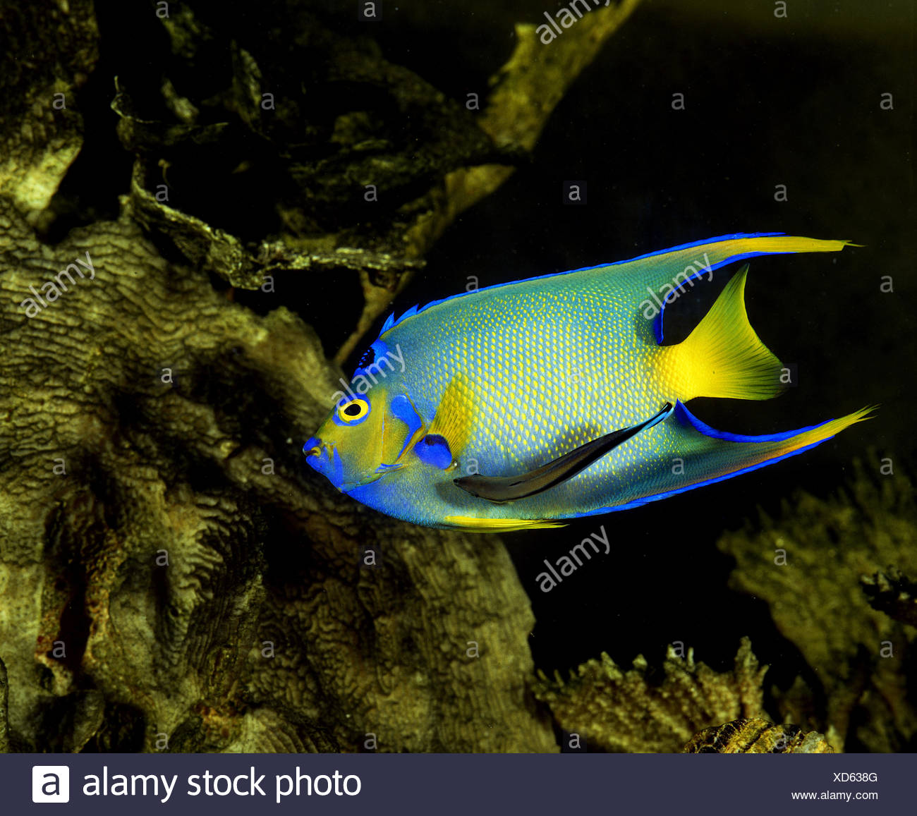 Ciliaris High Resolution Stock Photography and Images - Alamy