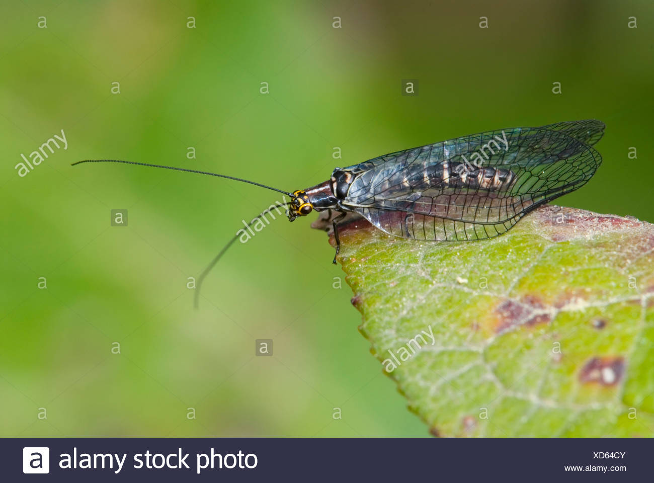 Dobsonfly High Resolution Stock Photography and Images - Alamy