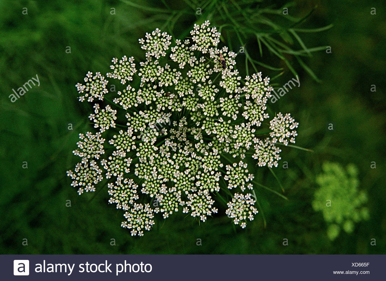 Northern Water Hemlock High Resolution Stock Photography and Images - Alamy
