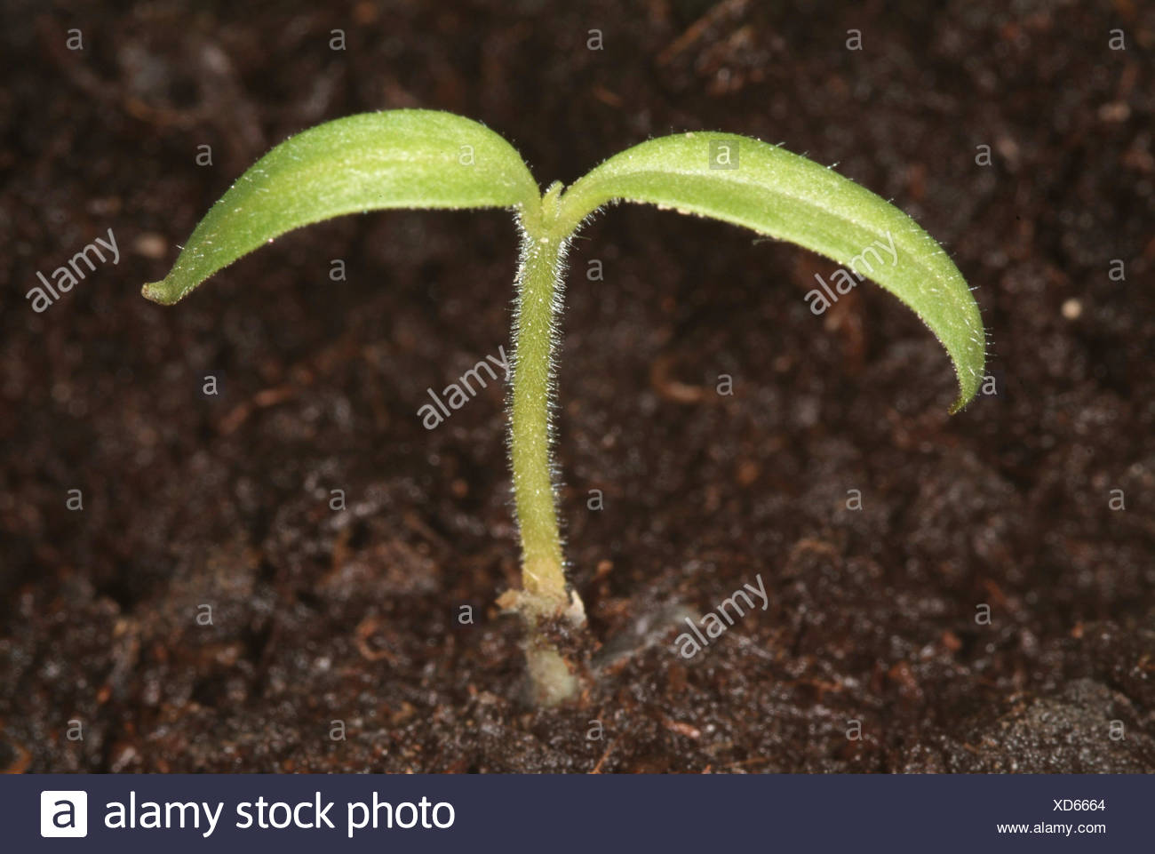 Tomato Seed Germination Process