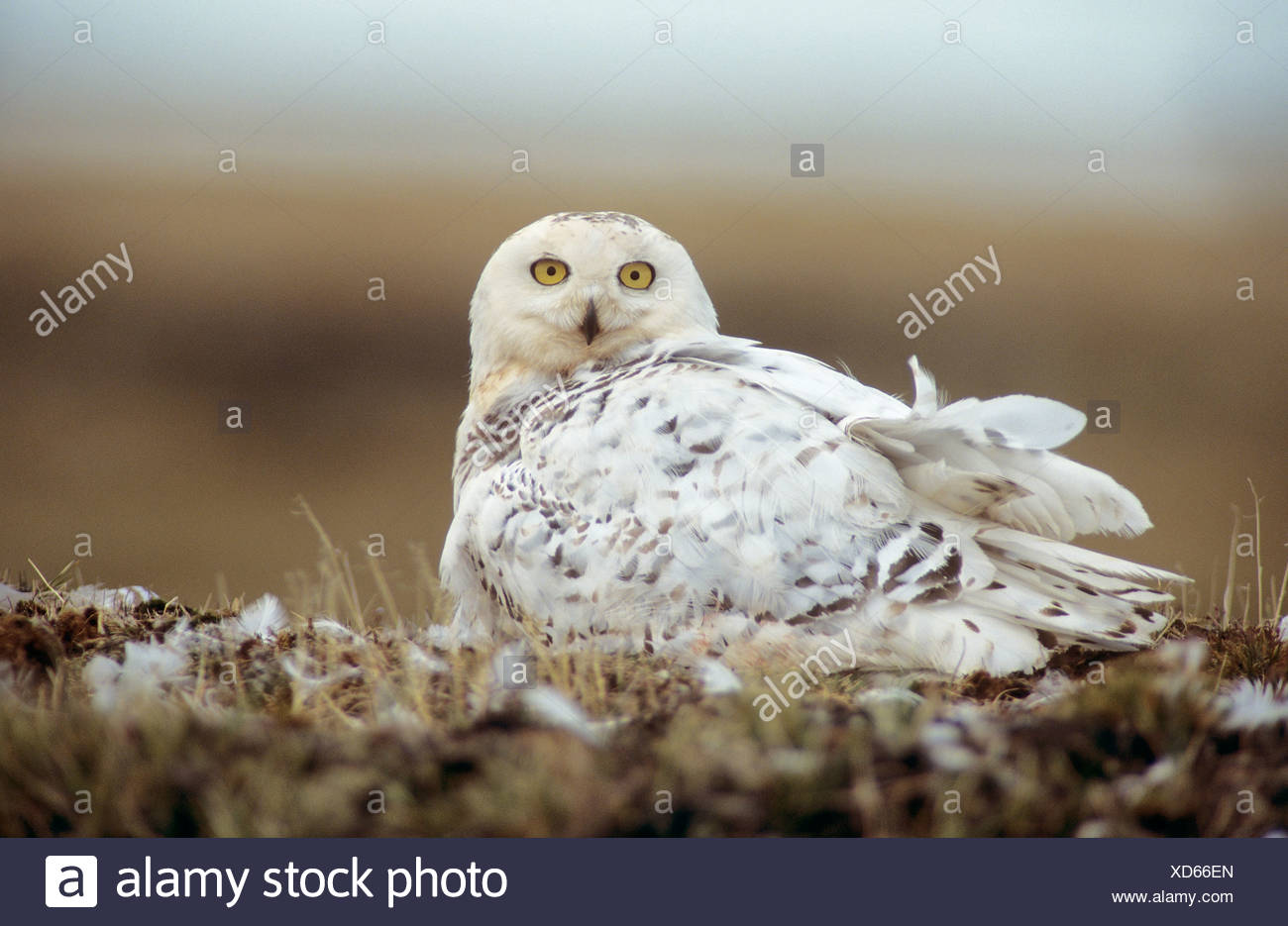 Snowy Owl Nest High Resolution Stock Photography and Images - Alamy