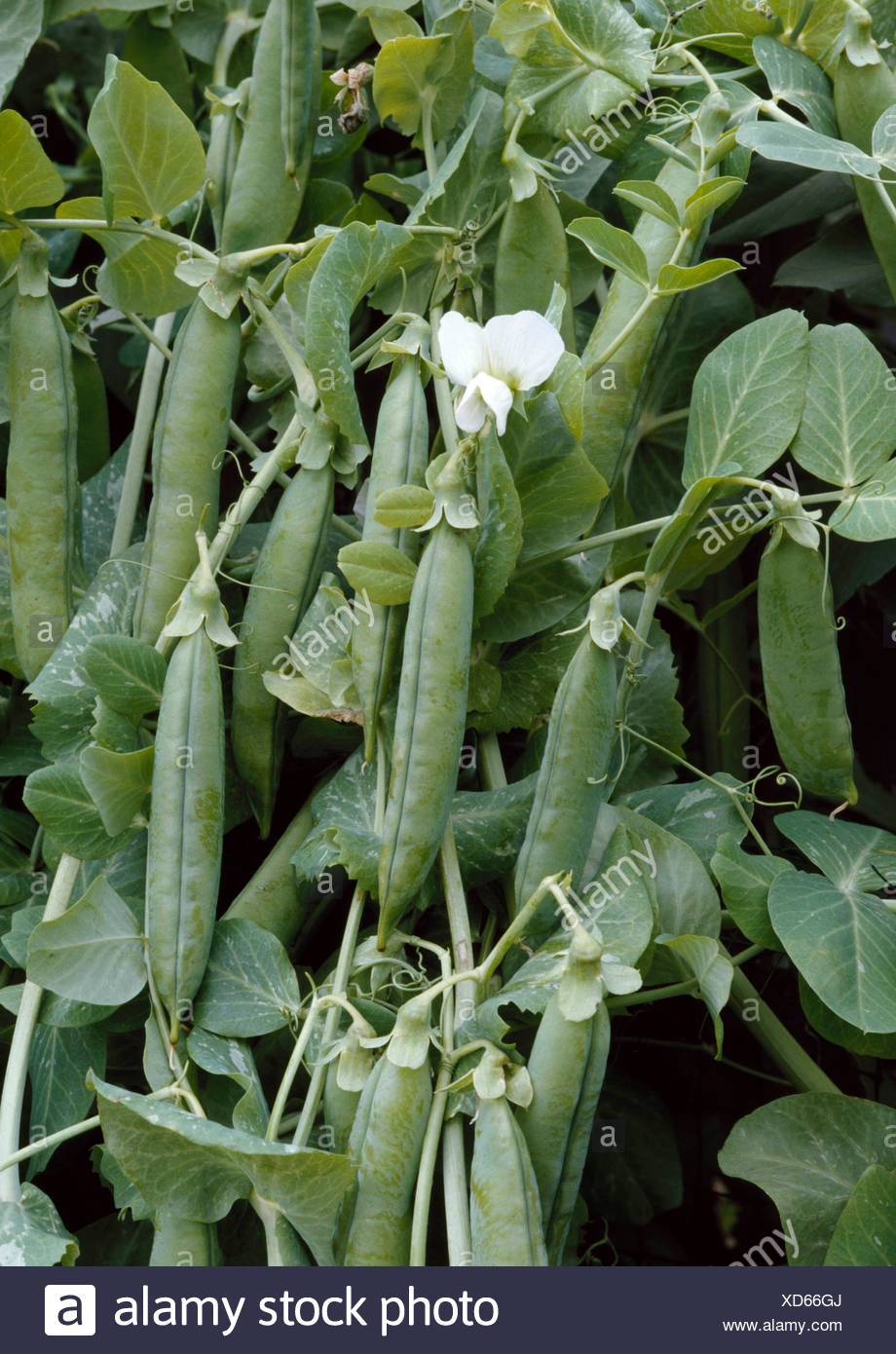 Wrinkled Pea High Resolution Stock Photography and Images - Alamy