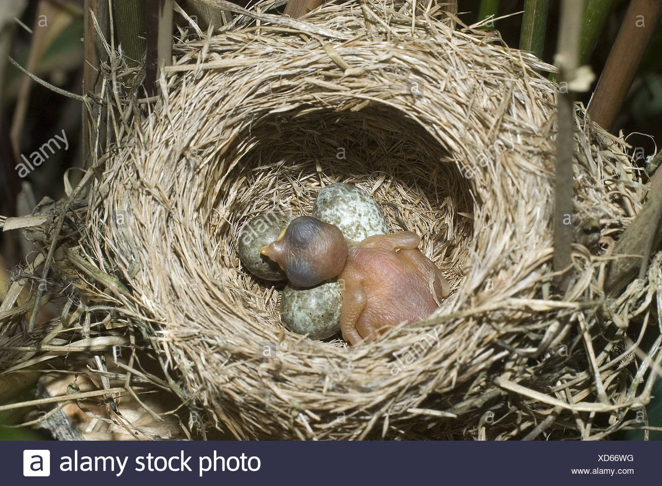 Cuckoo Nest Stock Photos & Cuckoo Nest Stock Images - Alamy