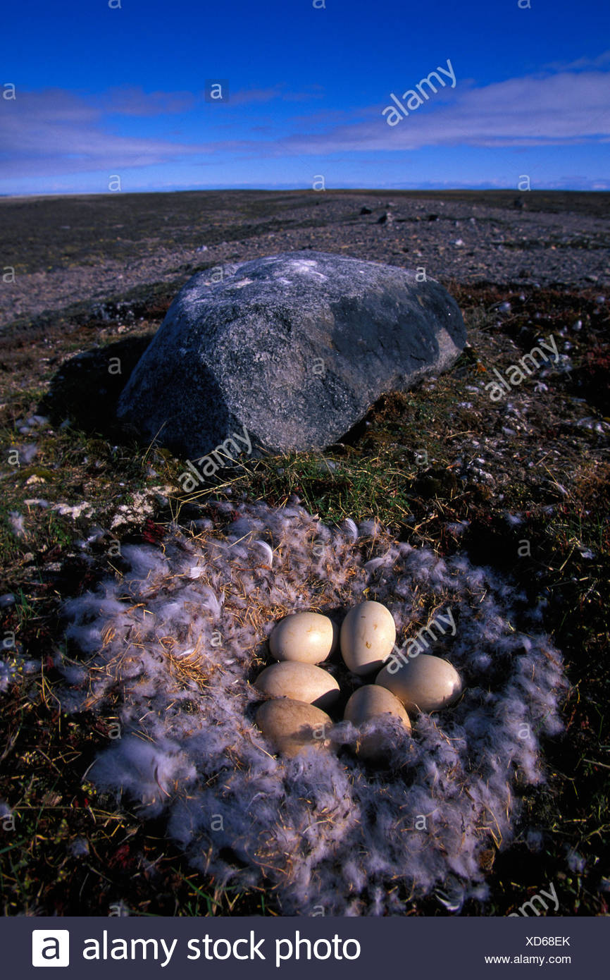 Snow Goose Egg Stock Photos & Snow Goose Egg Stock Images - Alamy