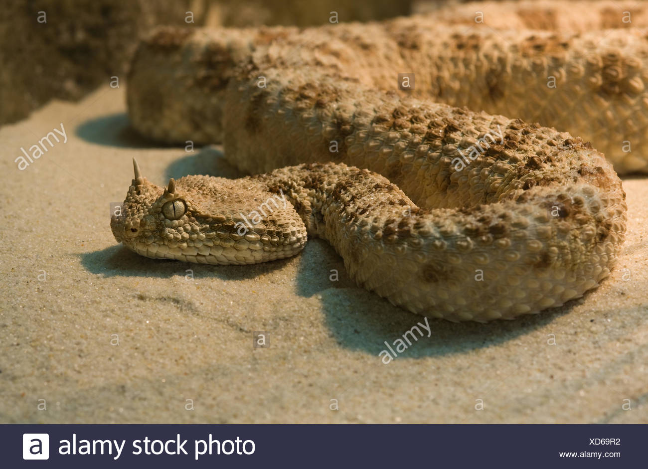 Hornviper High Resolution Stock Photography and Images - Alamy