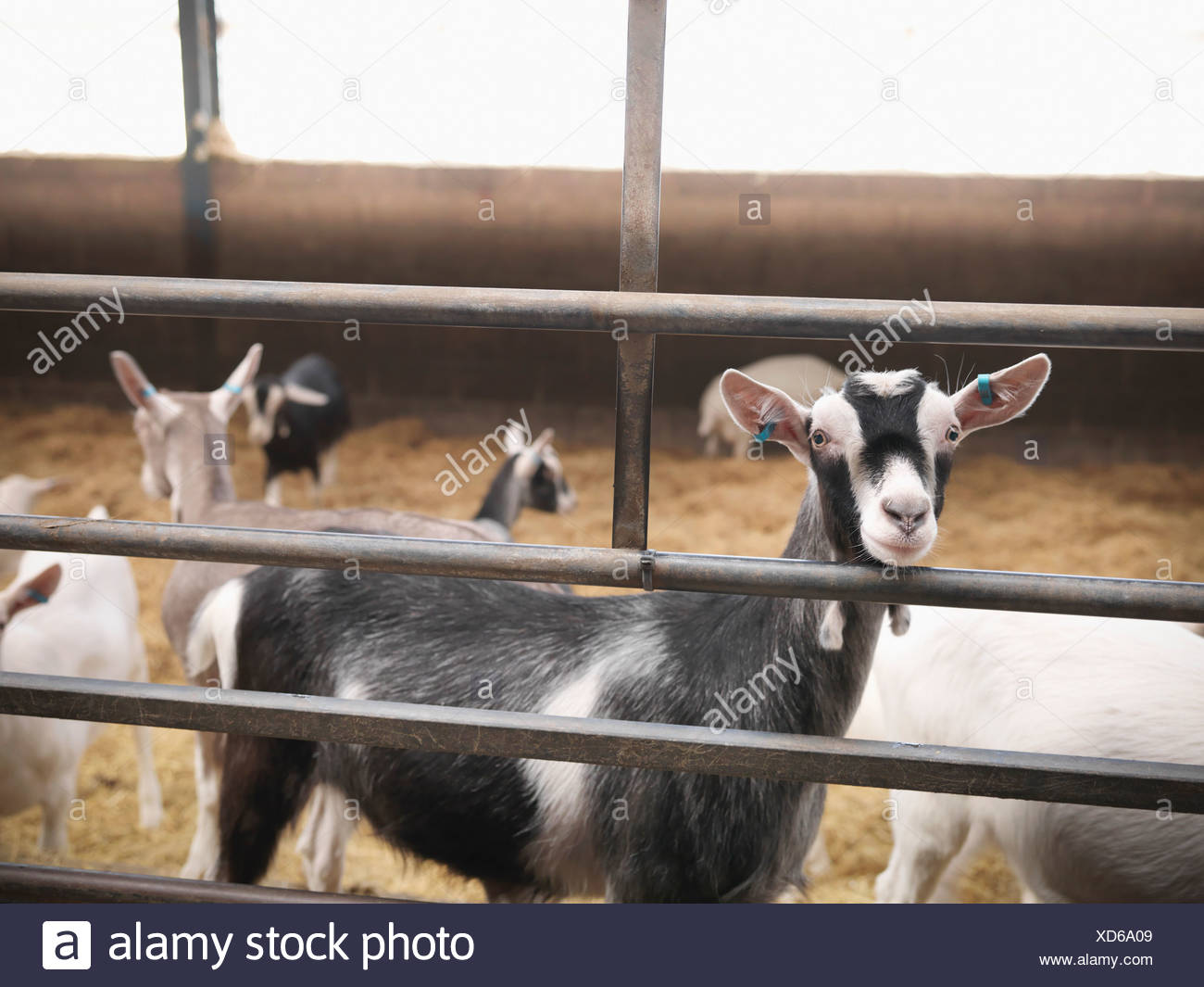 Goat Pen High Resolution Stock Photography and Images - Alamy