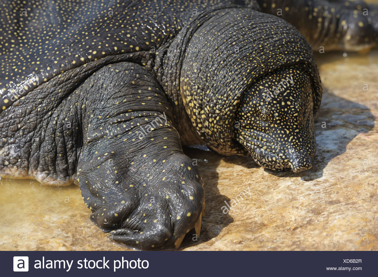 Trionyx Stock Photos & Trionyx Stock Images - Alamy