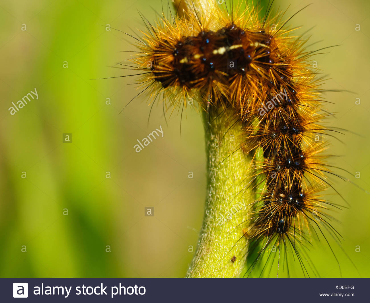 Hairy Worm High Resolution Stock Photography and Images - Alamy