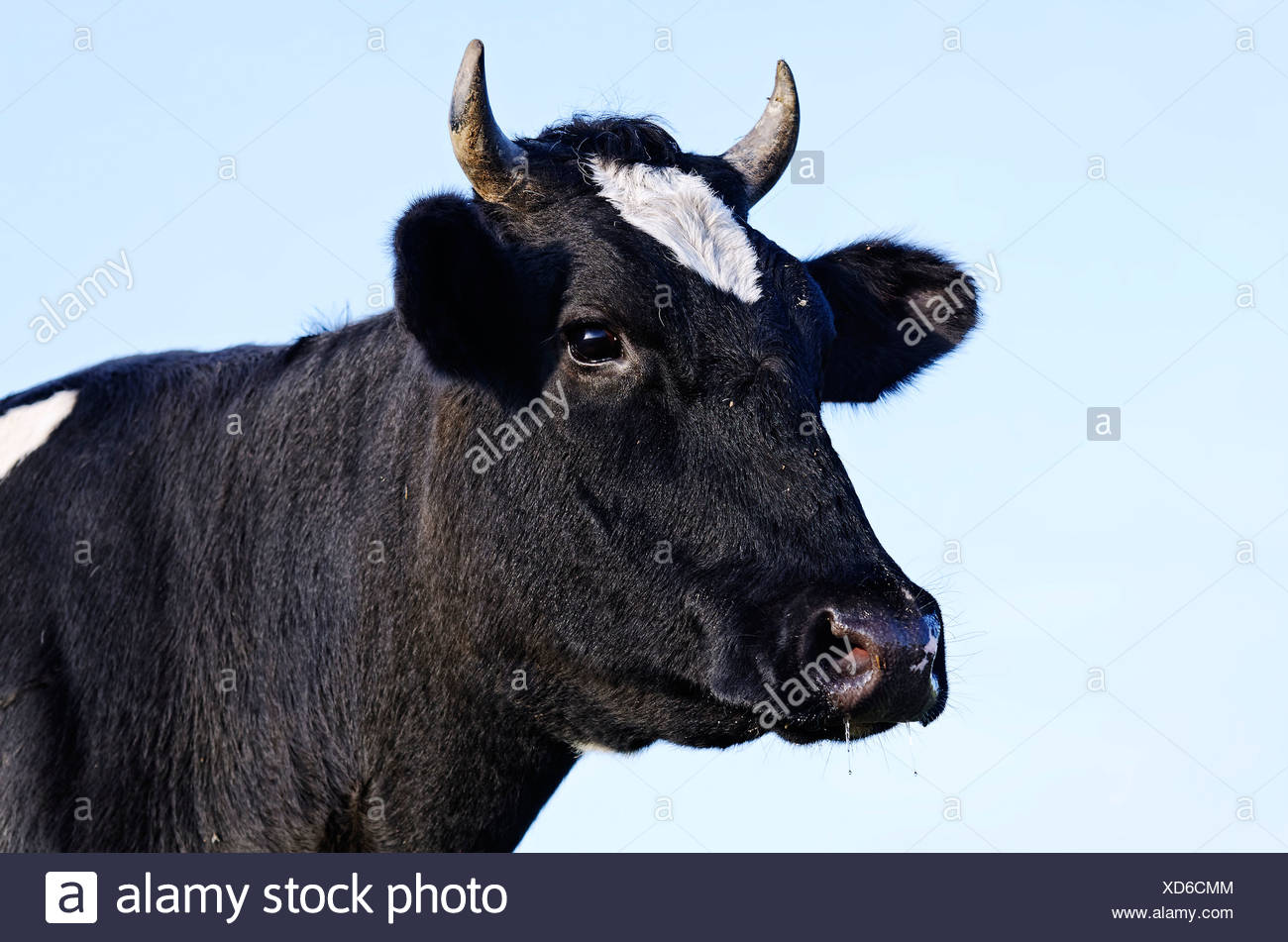Ox Head Stock Photos & Ox Head Stock Images - Alamy