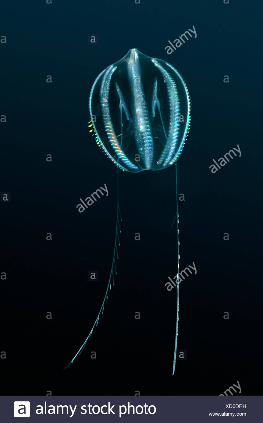 Sea Gooseberry High Resolution Stock Photography and Images - Alamy