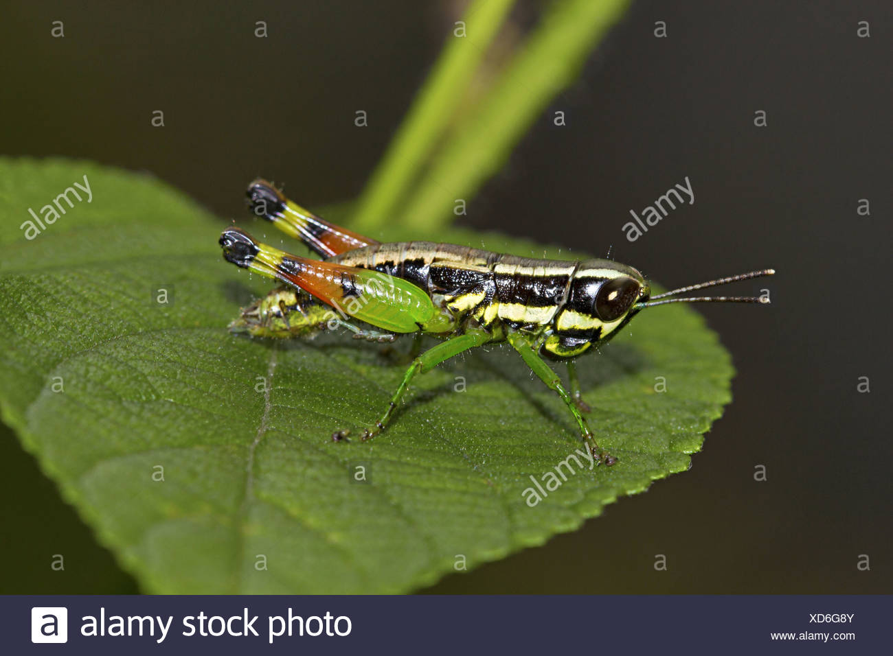 Black Grasshopper High Resolution Stock Photography and Images - Alamy