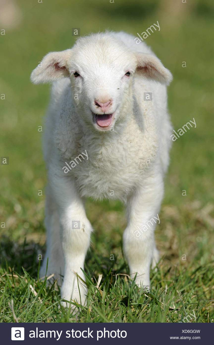 Landschaf High Resolution Stock Photography and Images - Alamy