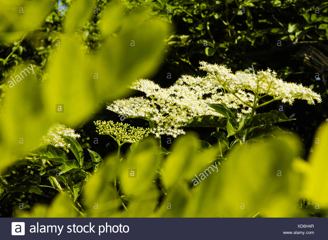 Holunder Strauch High Resolution Stock Photography and Images - Alamy