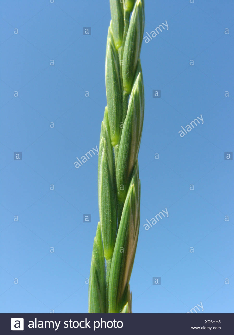 Quackgrass High Resolution Stock Photography and Images - Alamy