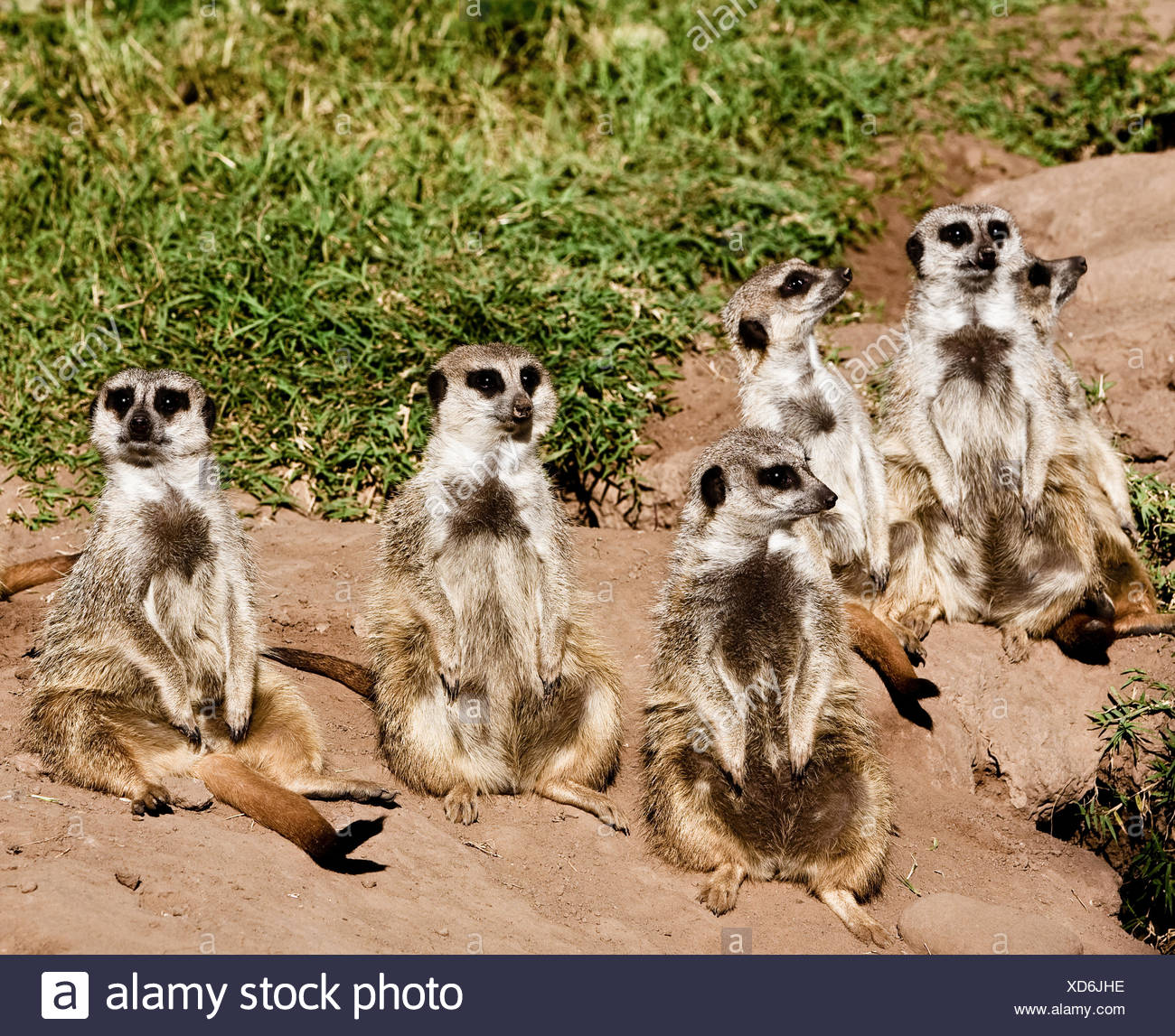 Six Animals High Resolution Stock Photography and Images - Alamy