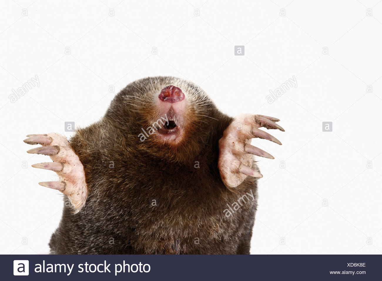 Mole Paw Stock Photos & Mole Paw Stock Images - Alamy