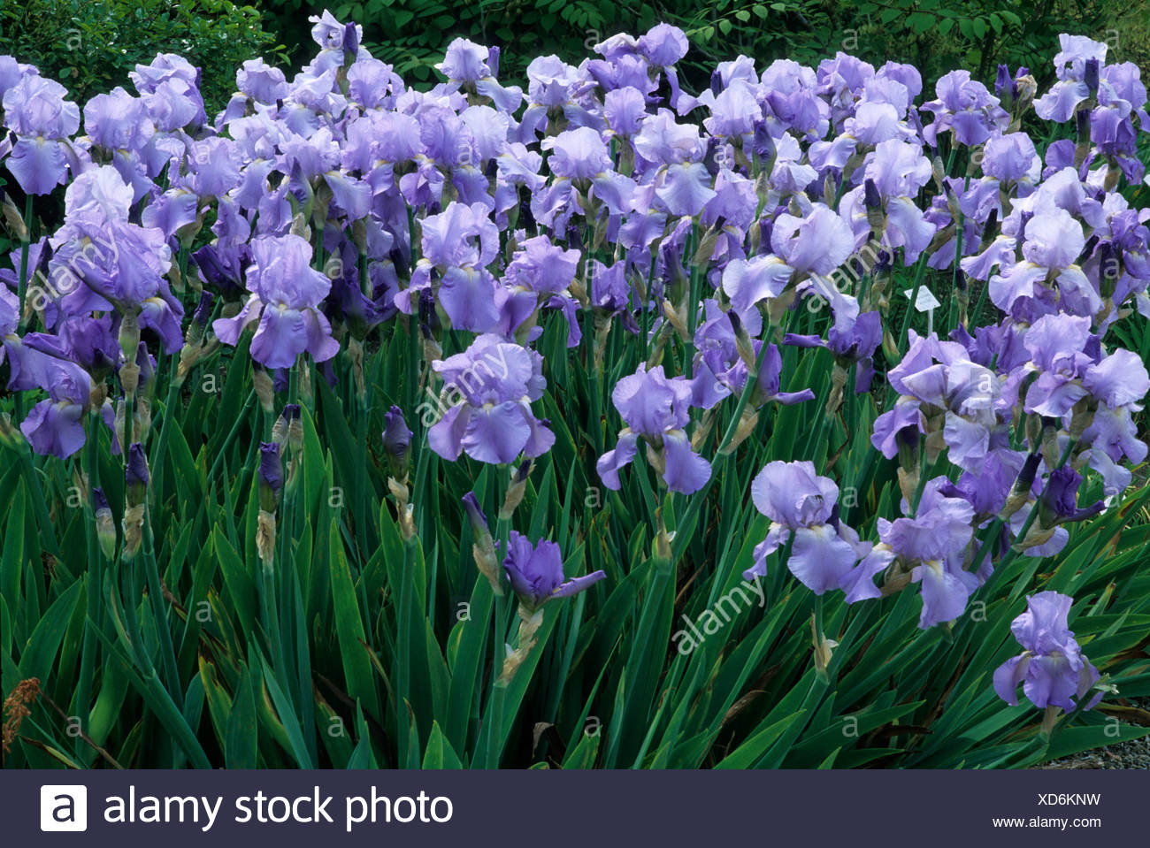 Jane Phillips Iris High Resolution Stock Photography and Images - Alamy