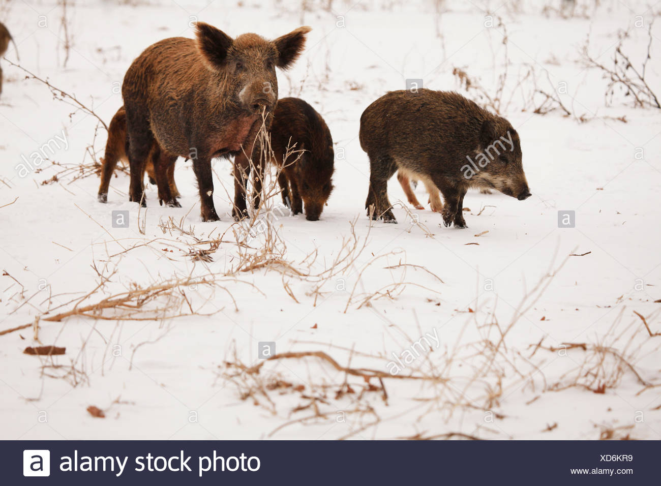 Russian Razorback High Resolution Stock Photography and Images - Alamy