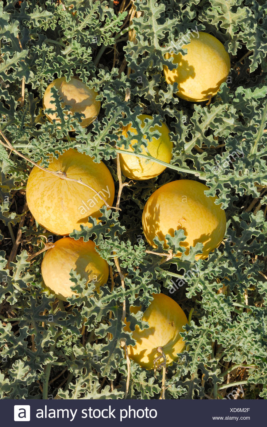 Citrullus Colocynthis Stock Photos & Citrullus Colocynthis Stock Images ...