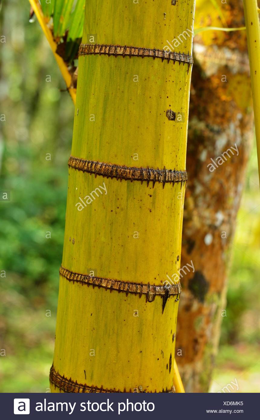 Cane Palm Tree High Resolution Stock Photography and Images - Alamy