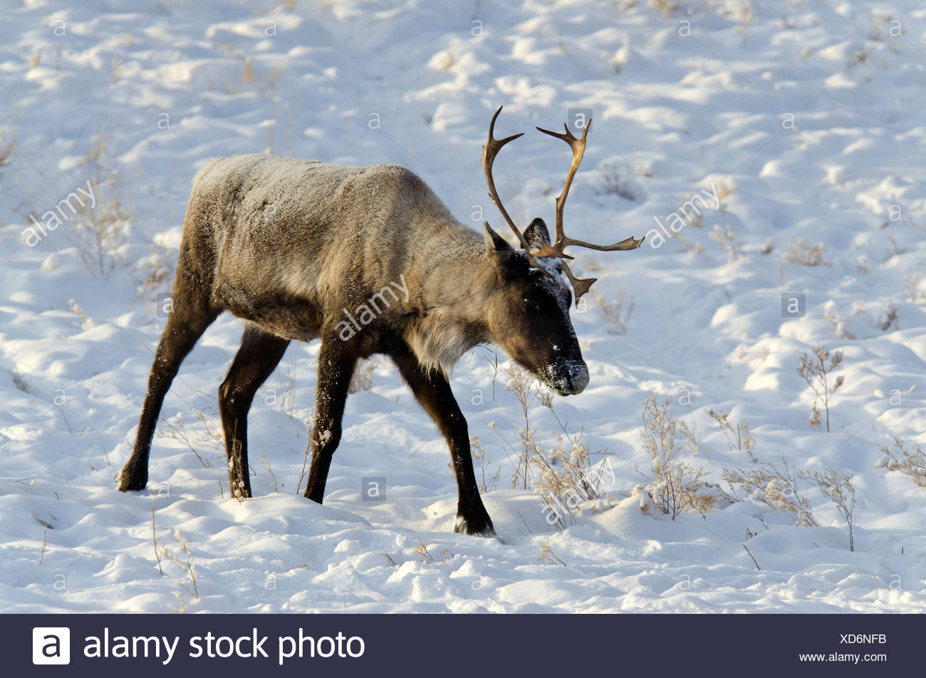 Woodland Caribou High Resolution Stock Photography and Images - Alamy