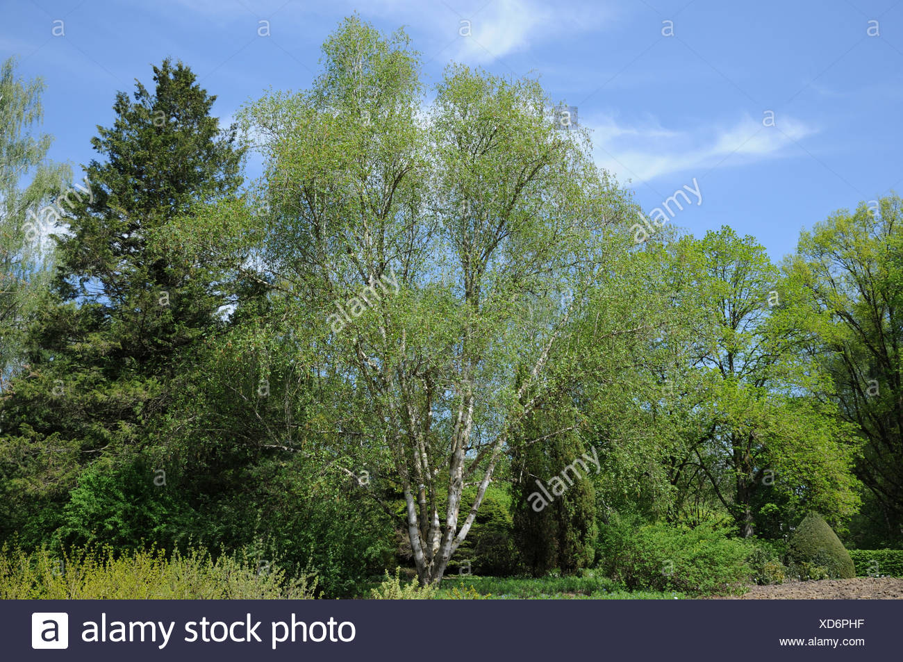 Himalayan Birch Trees Bark High Resolution Stock Photography and Images ...