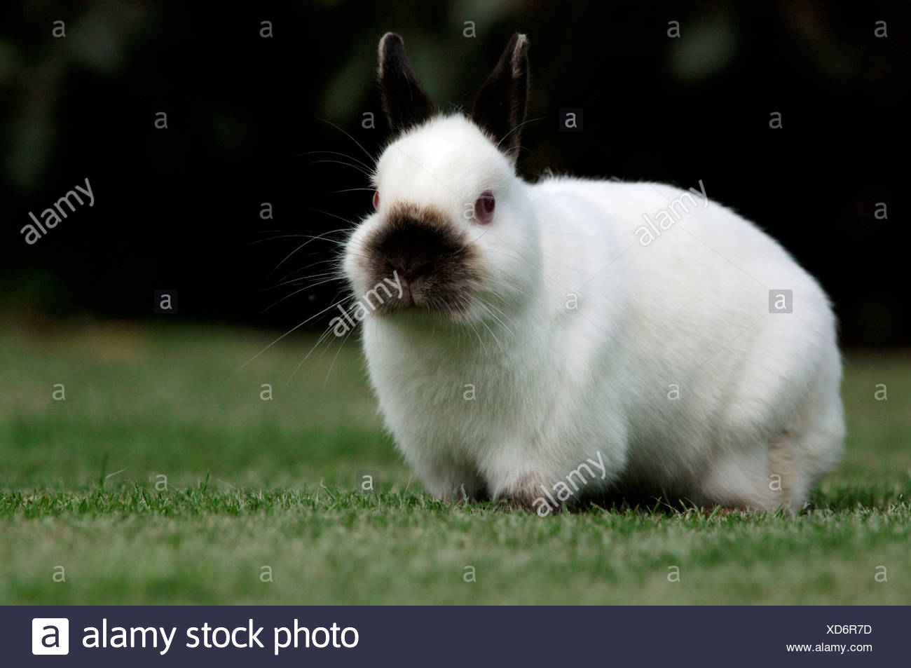 Himalayan Rabbit High Resolution Stock Photography and Images - Alamy