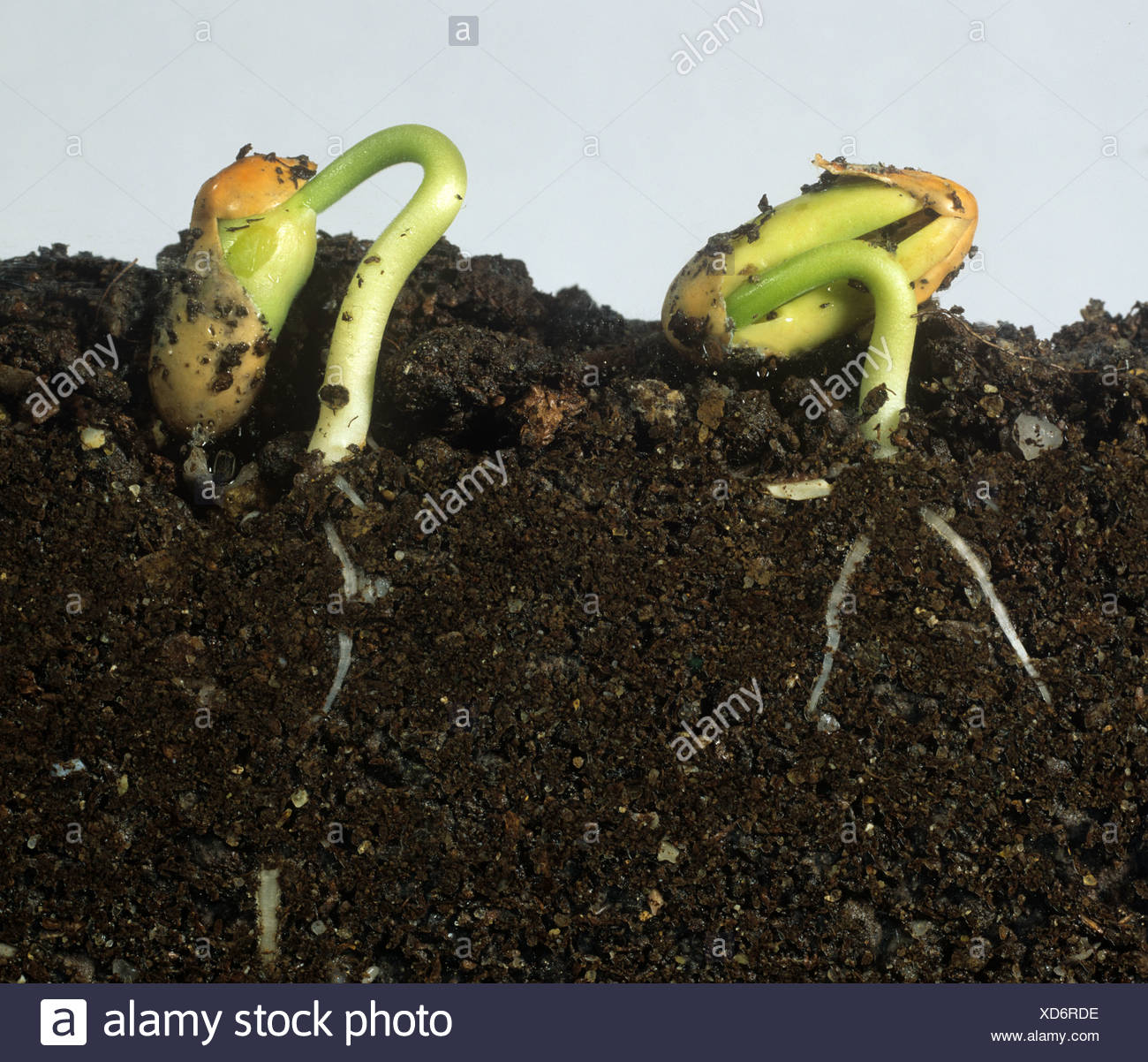 Bean Seed Germinating High Resolution Stock Photography and Images - Alamy