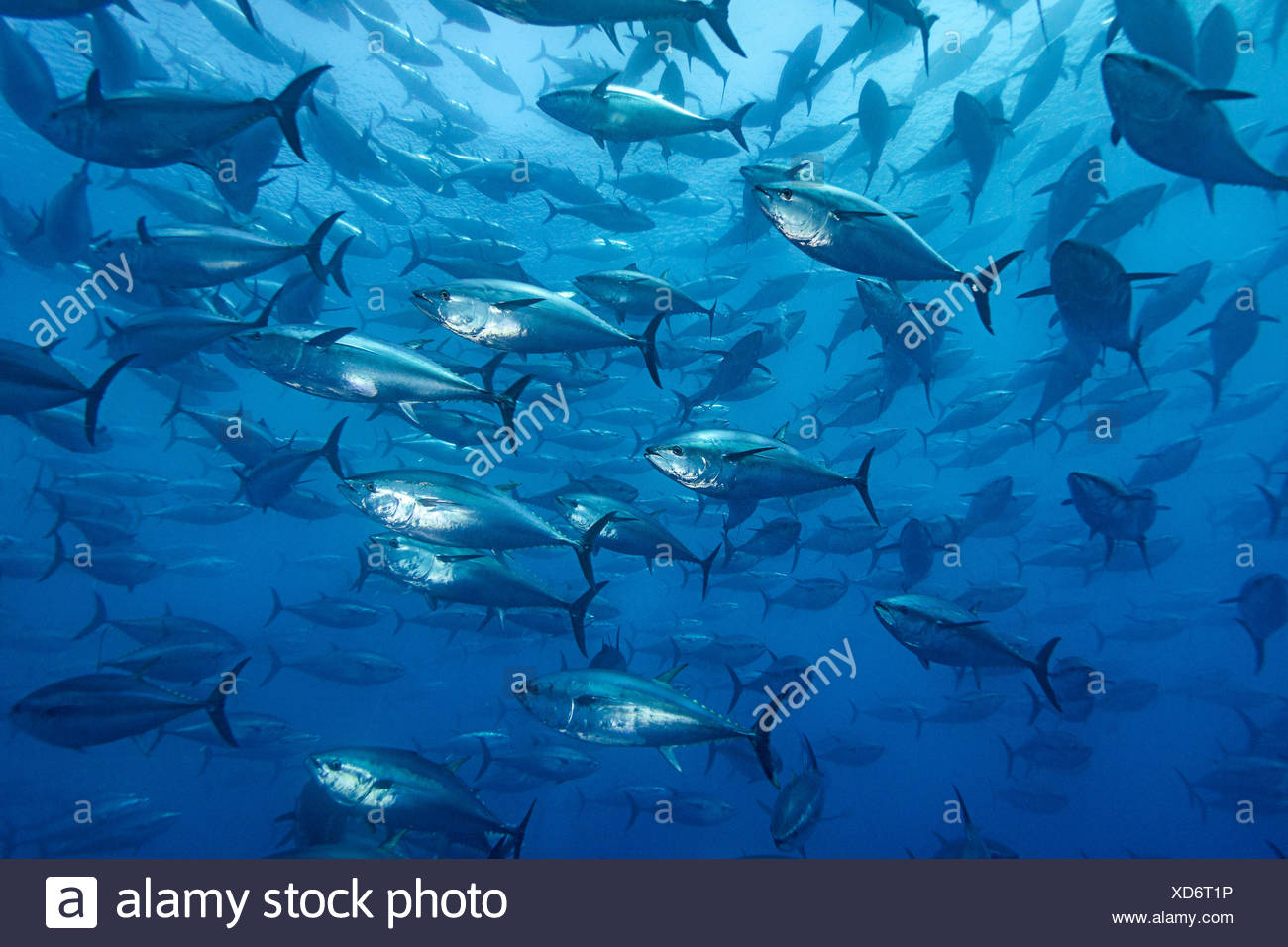Thunnus Thynnus Stock Photos & Thunnus Thynnus Stock Images - Alamy