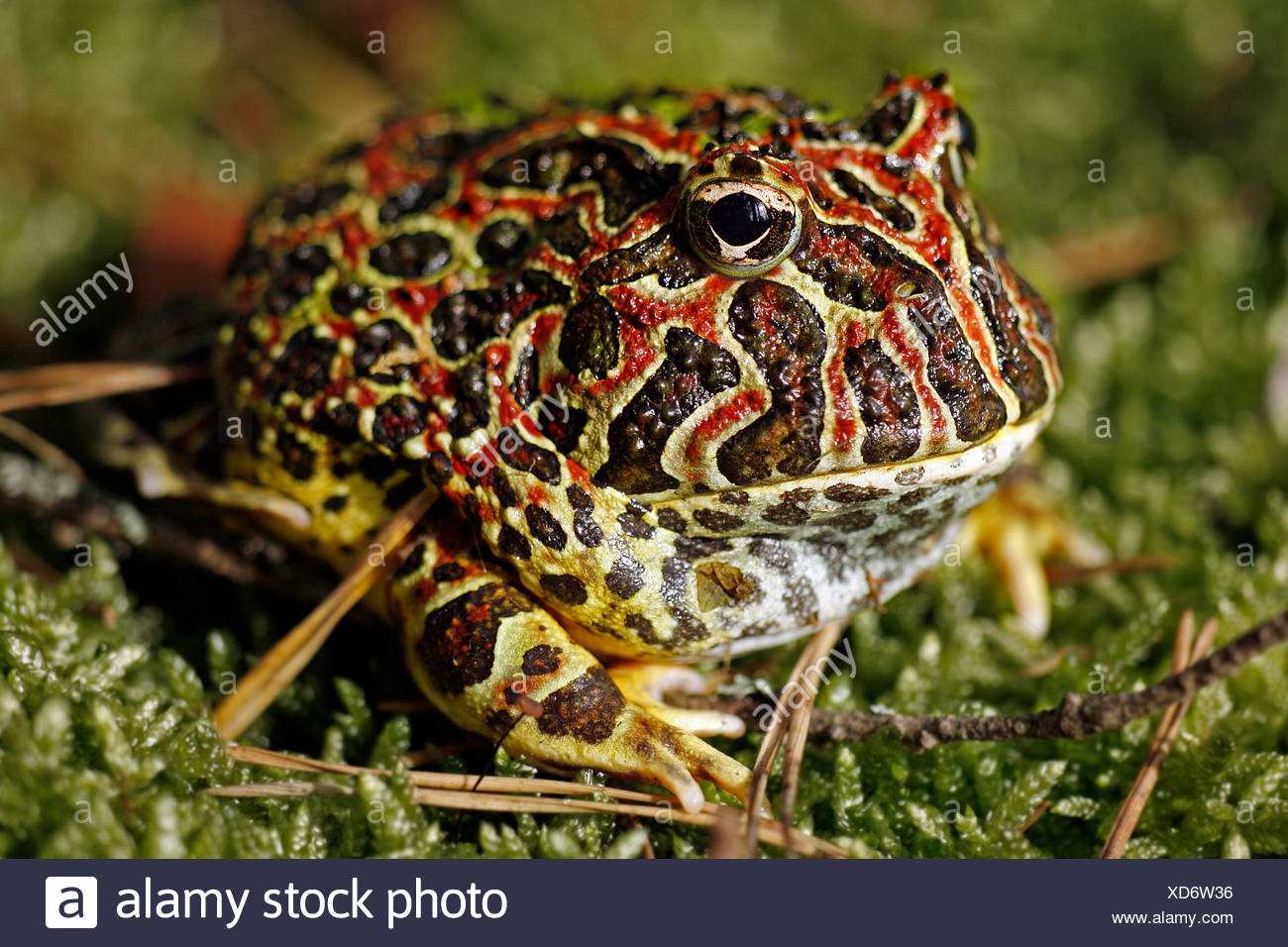 Hornfrosch High Resolution Stock Photography and Images - Alamy