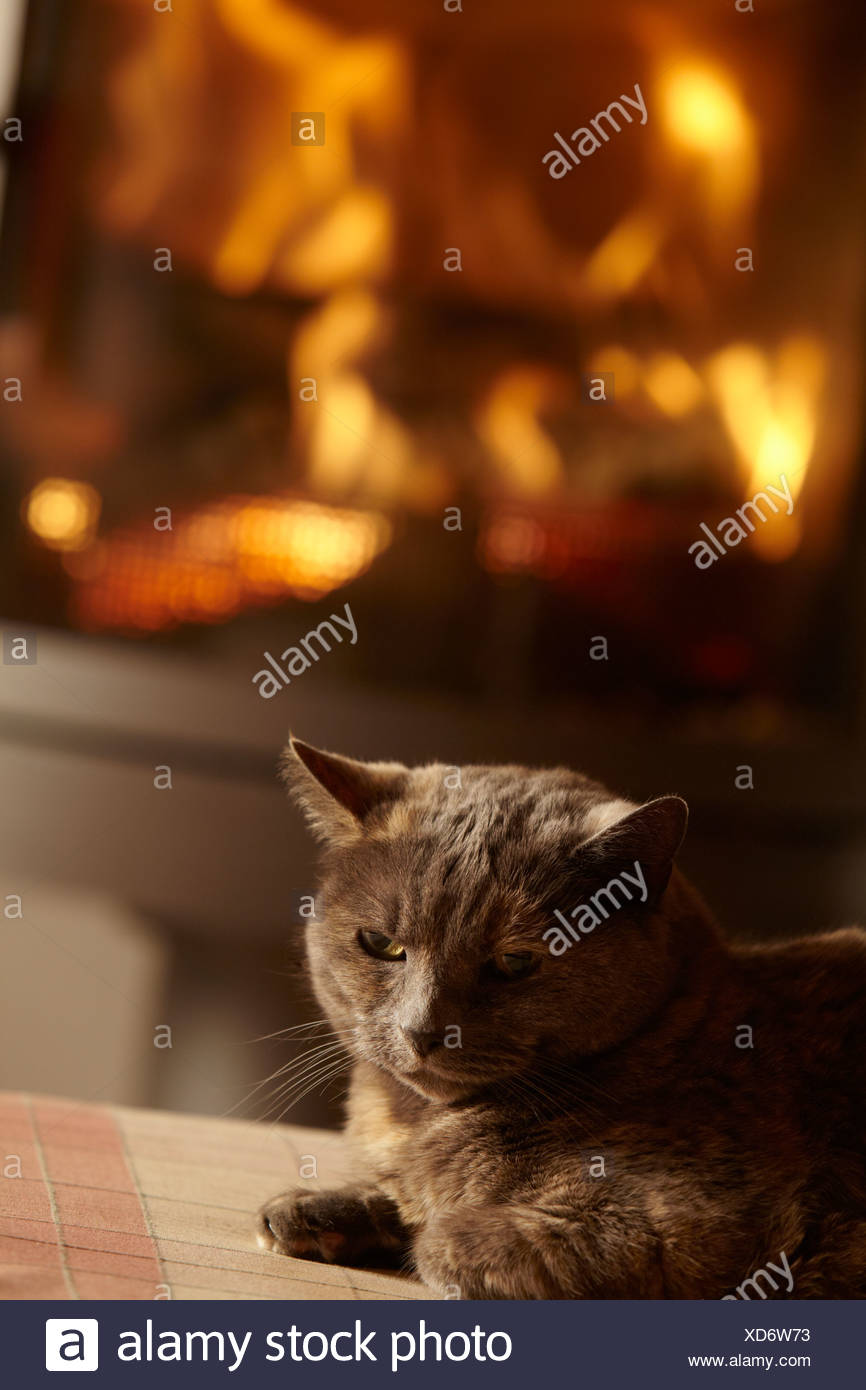Sleeping Cat By The Fire Stock Photos & Sleeping Cat By The Fire Stock ...