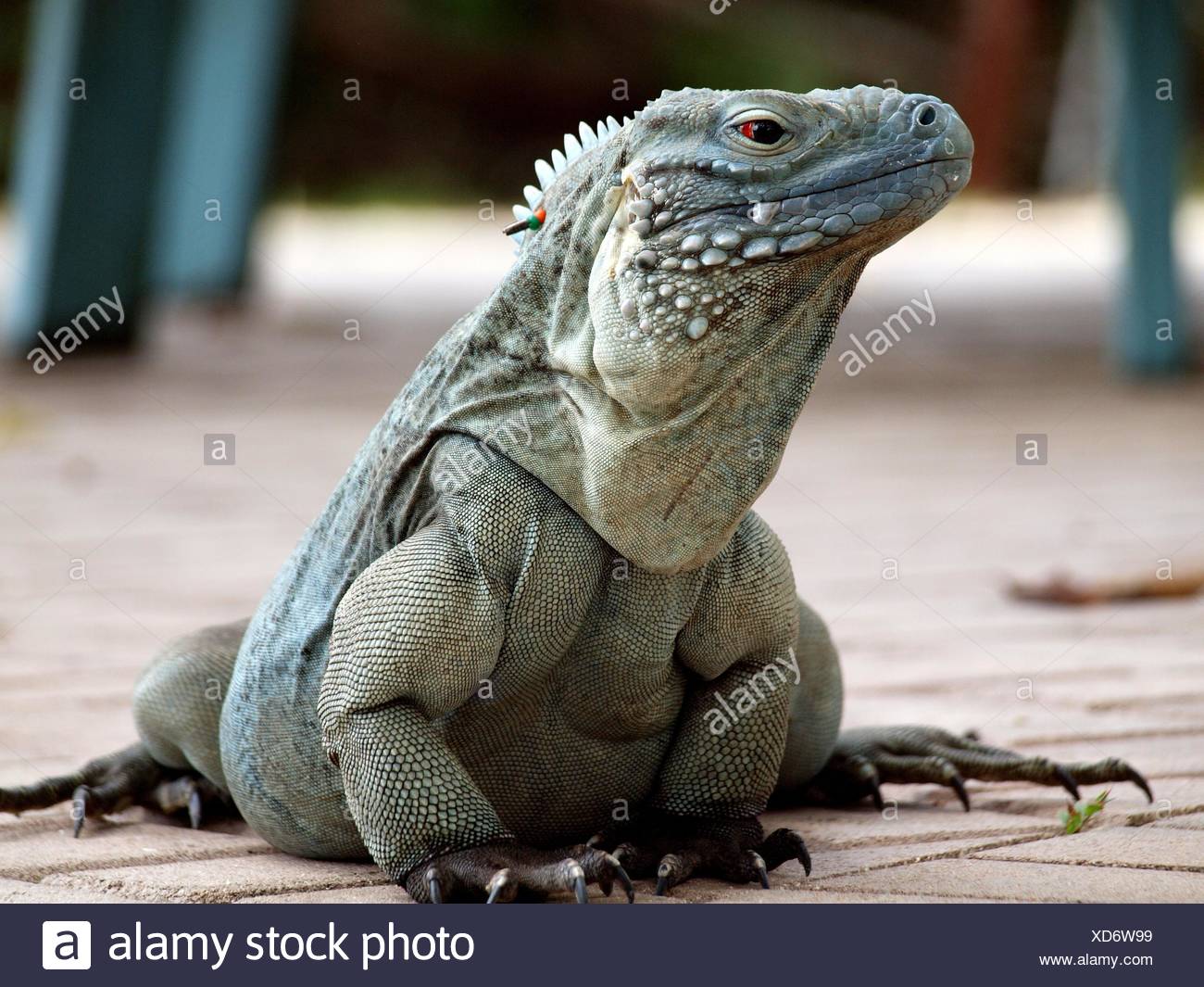 Prehistoric Reptiles High Resolution Stock Photography and Images - Alamy