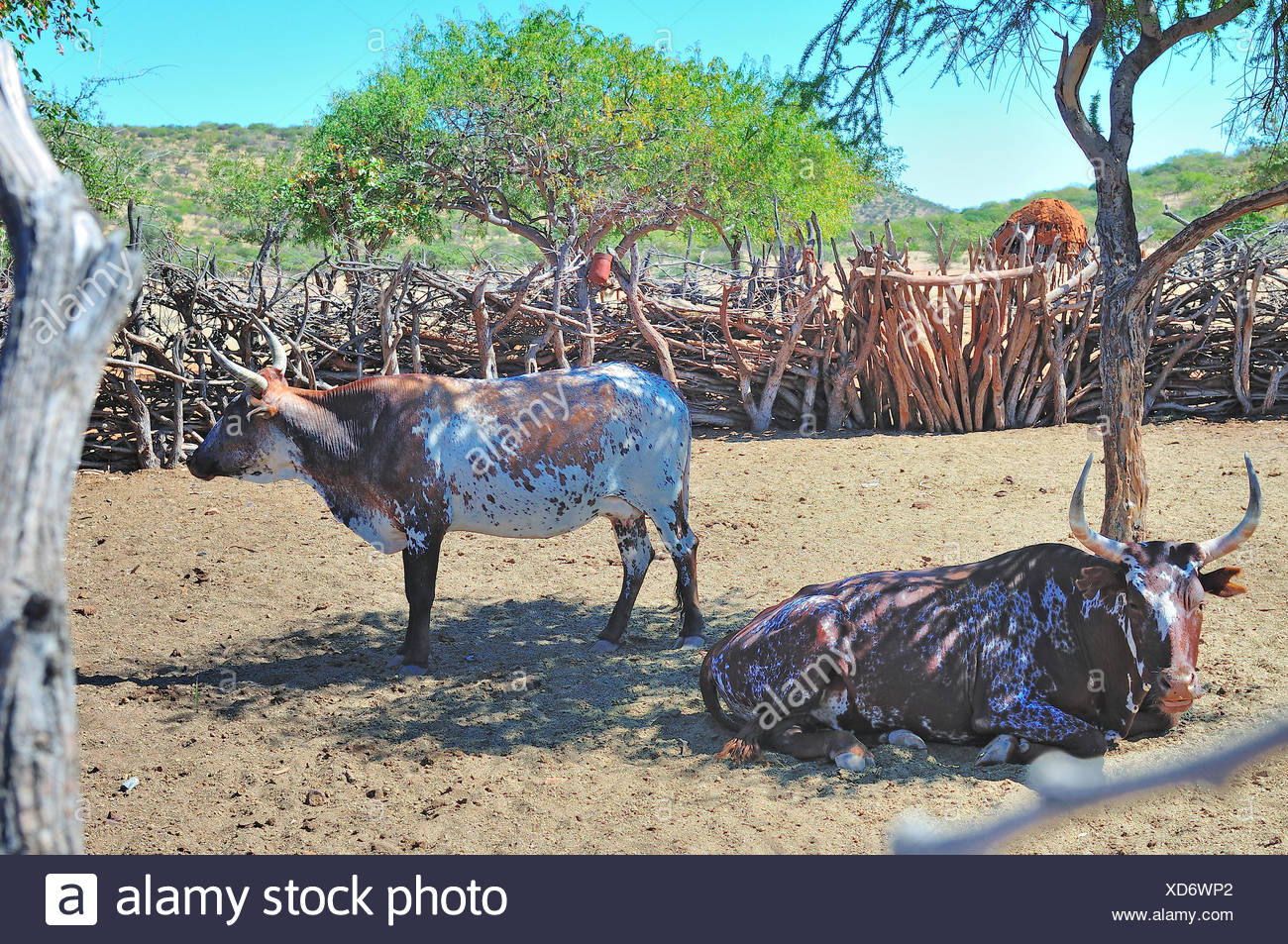 Cattle Kraal Stock Photos & Cattle Kraal Stock Images - Alamy