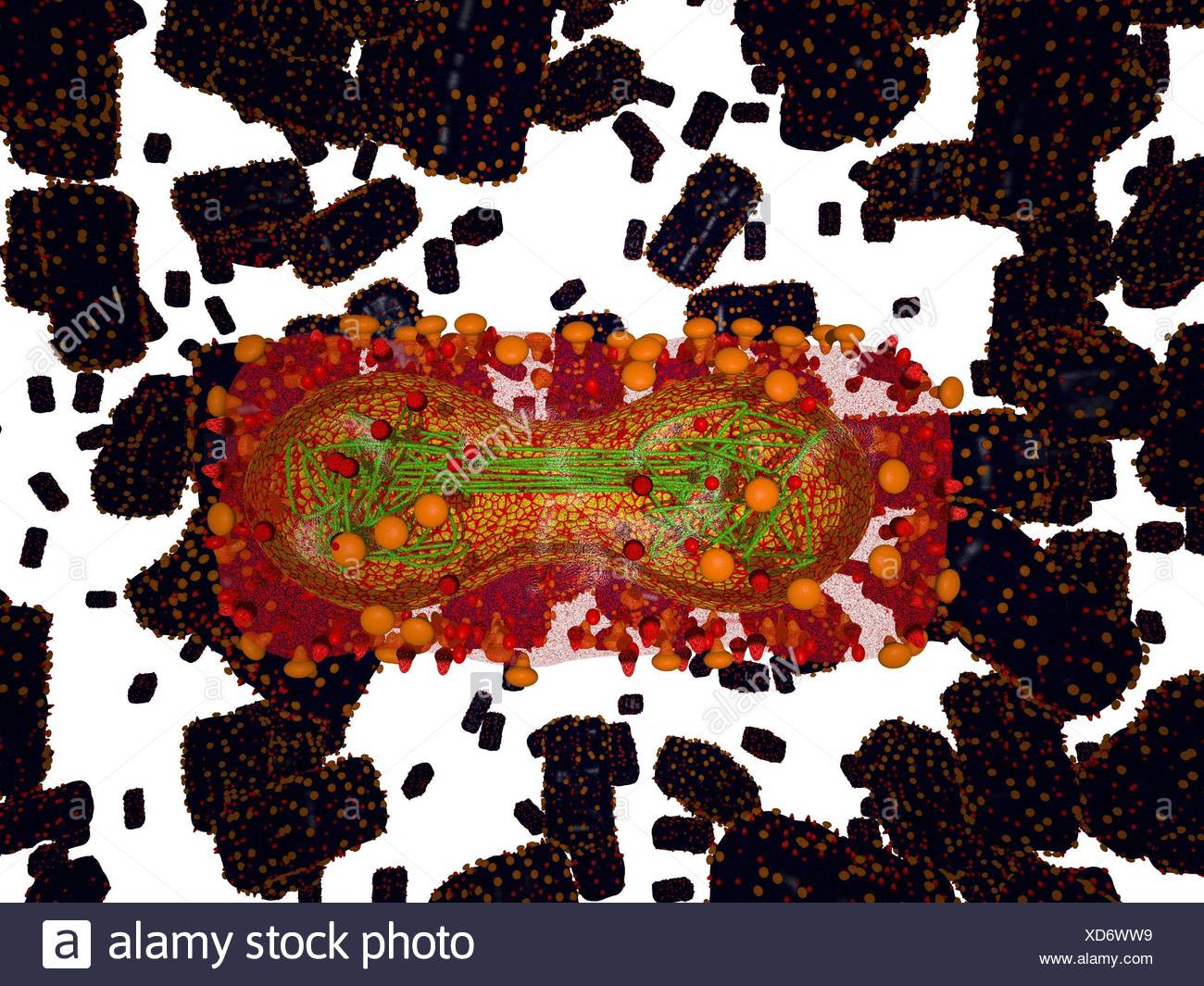 Smallpox Epidemic High Resolution Stock Photography and Images - Alamy