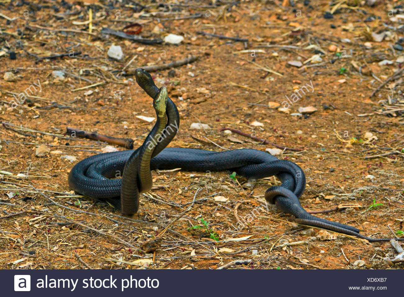 Whip Fighting Stock Photos & Whip Fighting Stock Images - Alamy