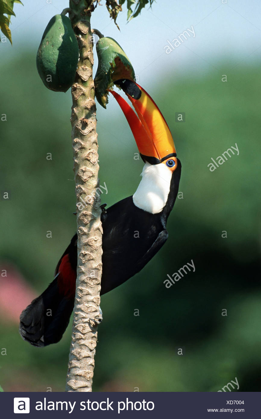 Toco Toucan Eating High Resolution Stock Photography and Images - Alamy