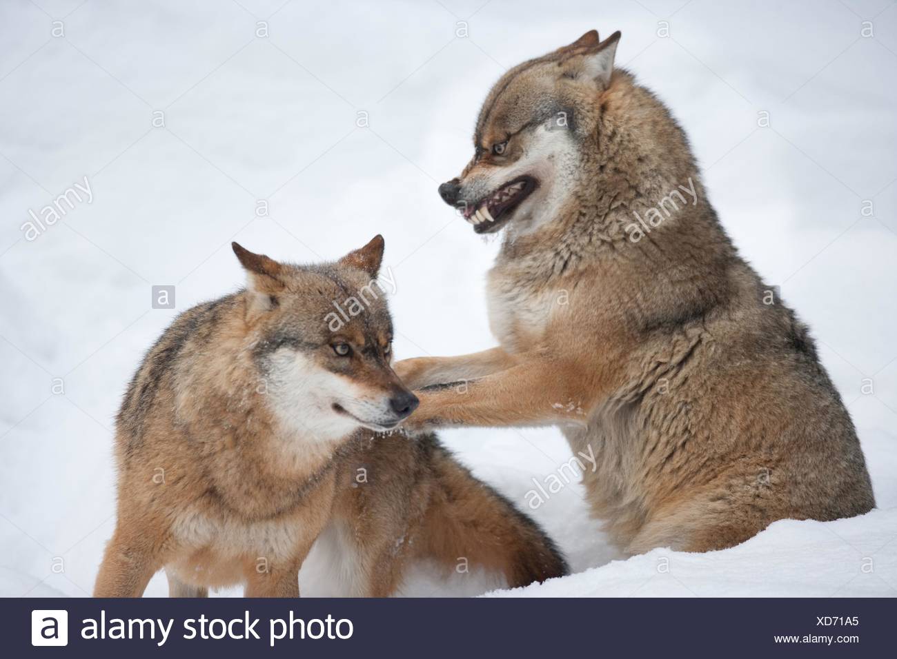 Gray Wolf Dominance Behavior Stock Photos & Gray Wolf Dominance ...