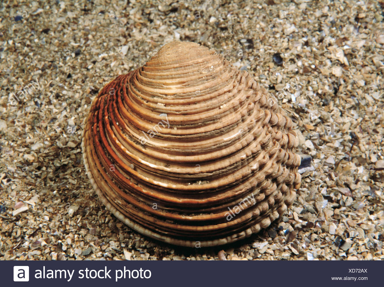 Venus Verrucosa High Resolution Stock Photography and Images - Alamy