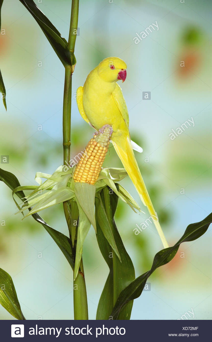Bird Corn Cob High Resolution Stock Photography and Images - Alamy
