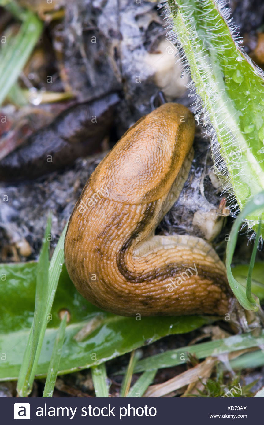 Subfuscus High Resolution Stock Photography and Images - Alamy