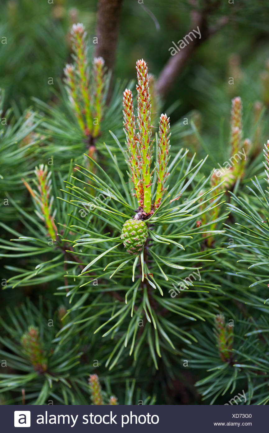 Scots Pine Leaves Pinus Sylvestris High Resolution Stock Photography and Images - Alamy